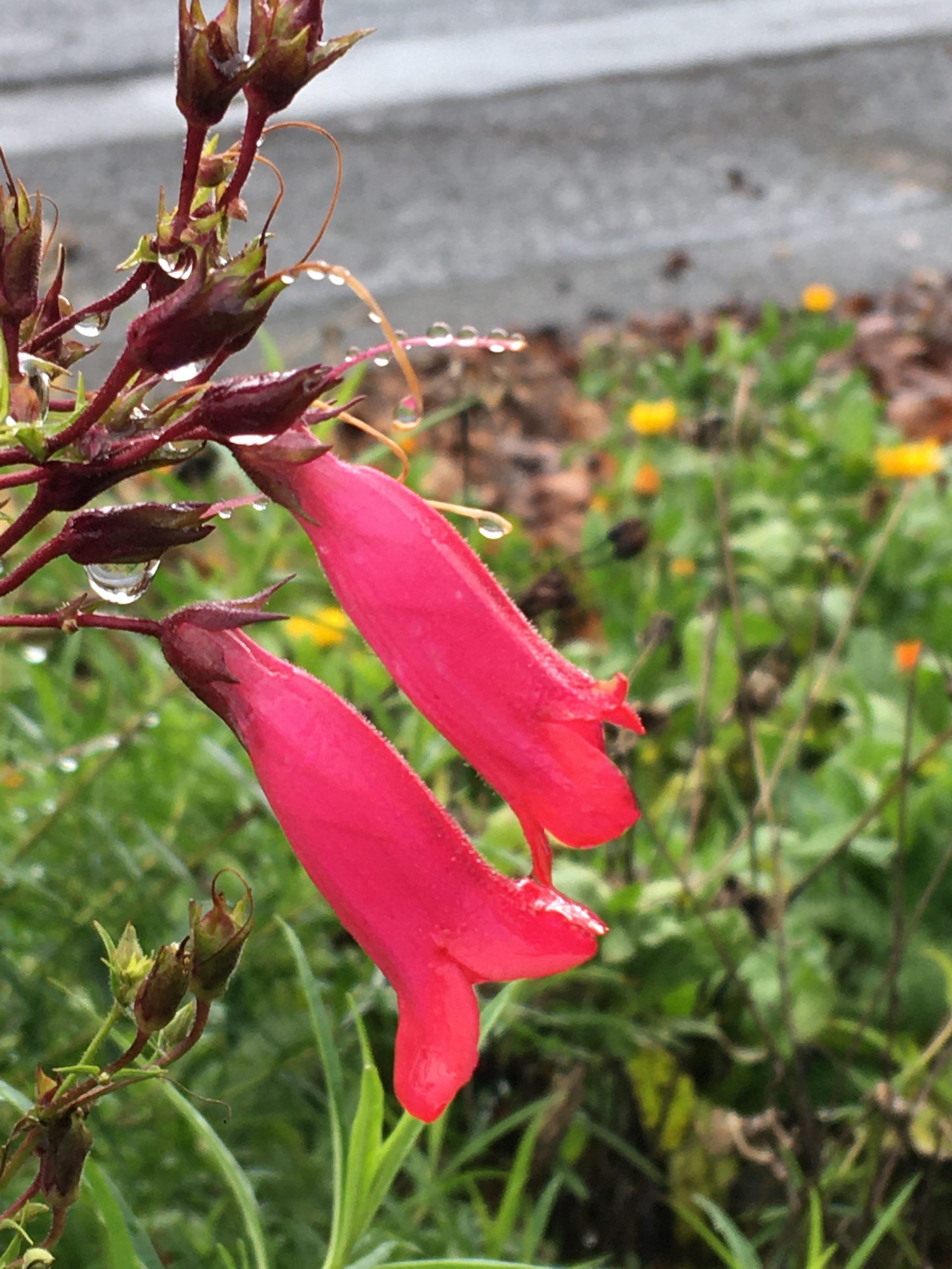 Winter Blooms | Of Earth and Vine