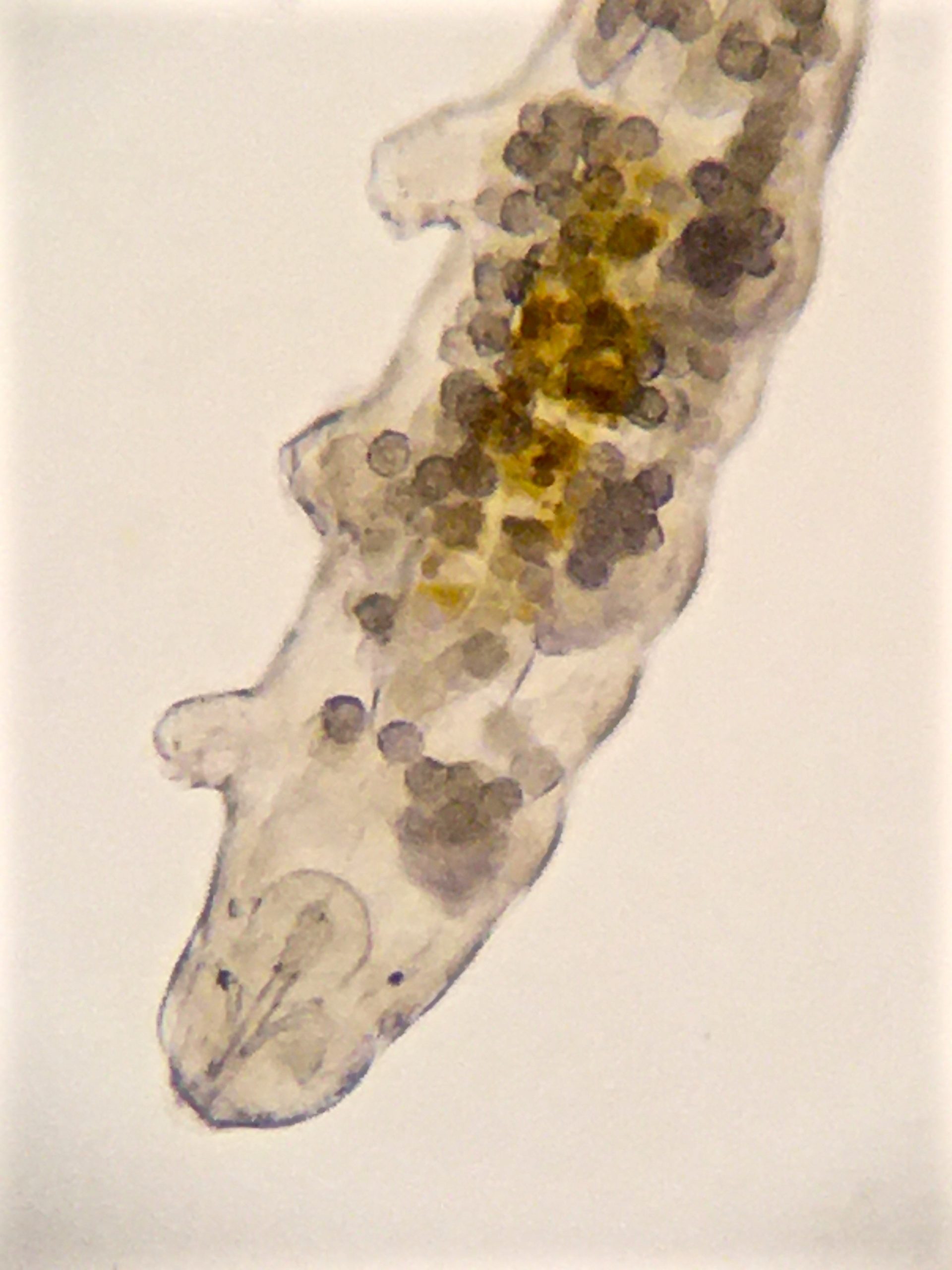Tardigrade FOUND! | Of Earth and Vine