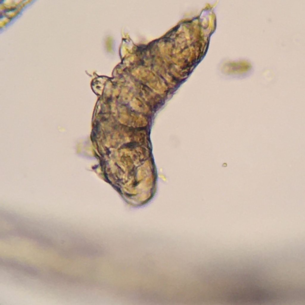 Tardigrade FOUND! | Of Earth and Vine