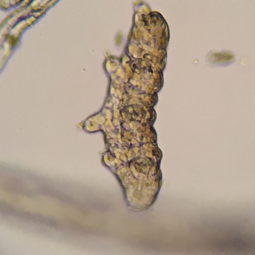 Tardigrade FOUND! | Of Earth and Vine