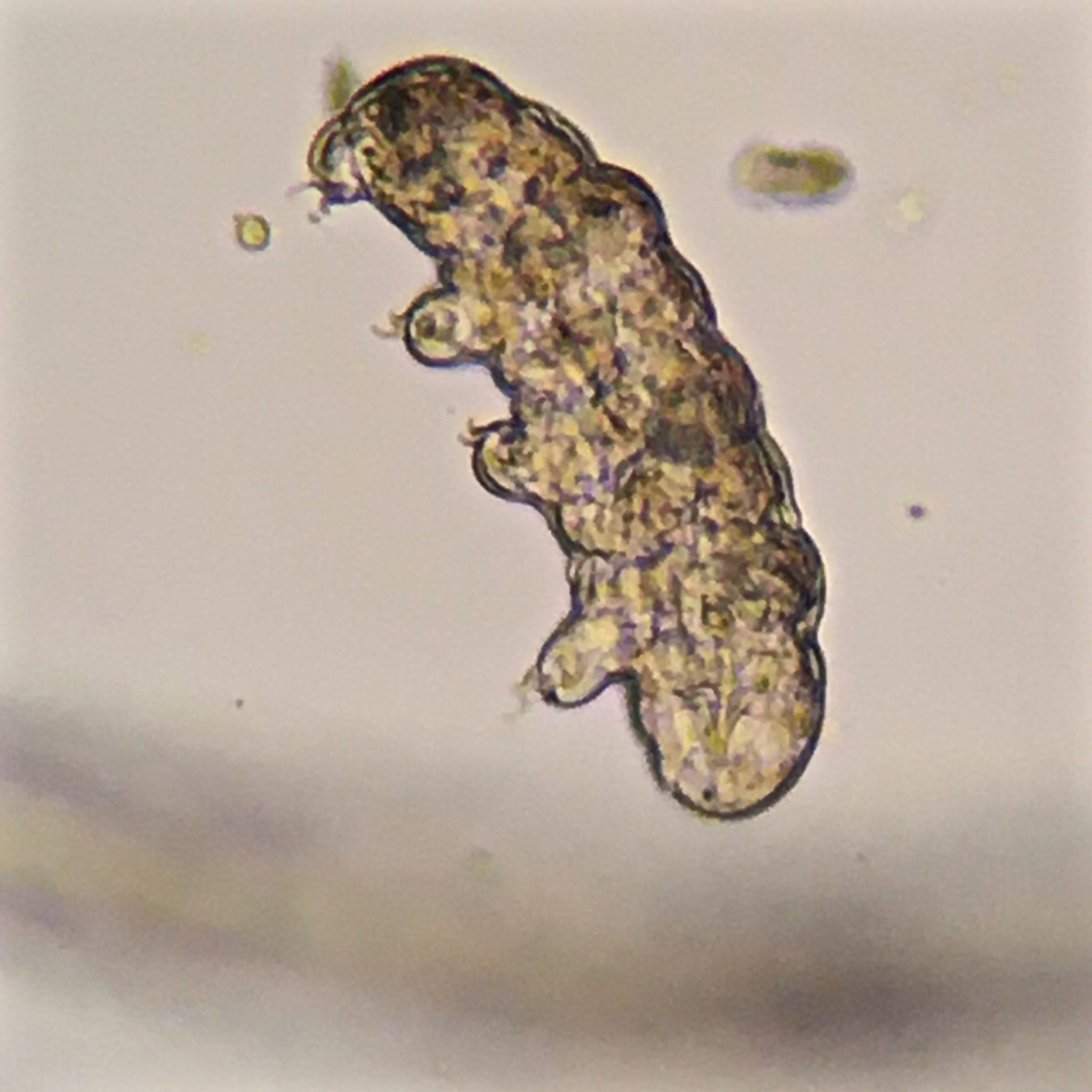 Tardigrade FOUND! | Of Earth and Vine